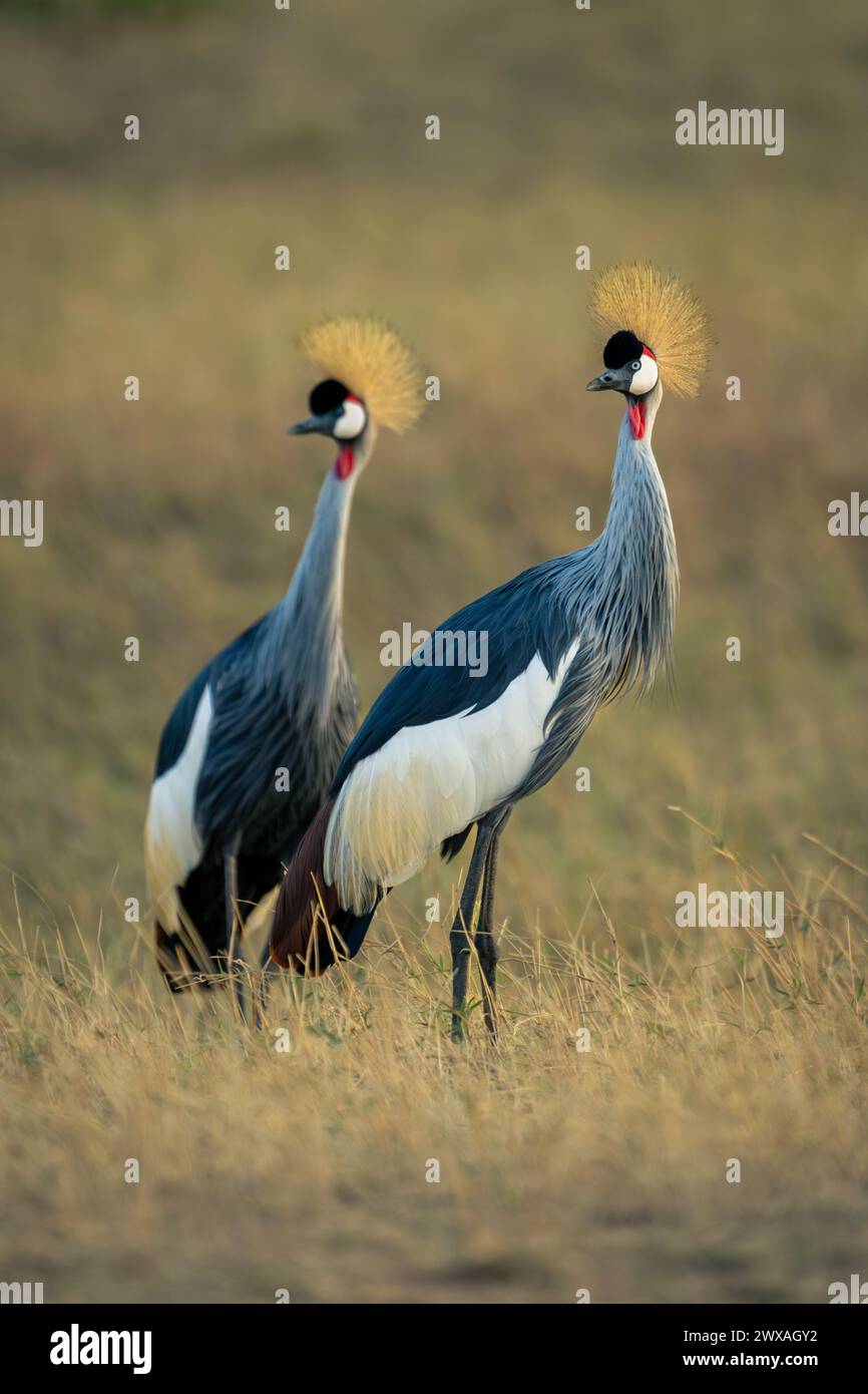Two grey crowned cranes side-by-side in grassland Stock Photo - Alamy