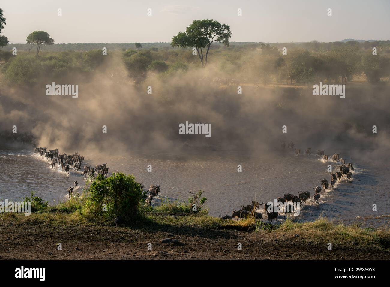 Two lines of blue wildebeest cross Mara Stock Photo - Alamy