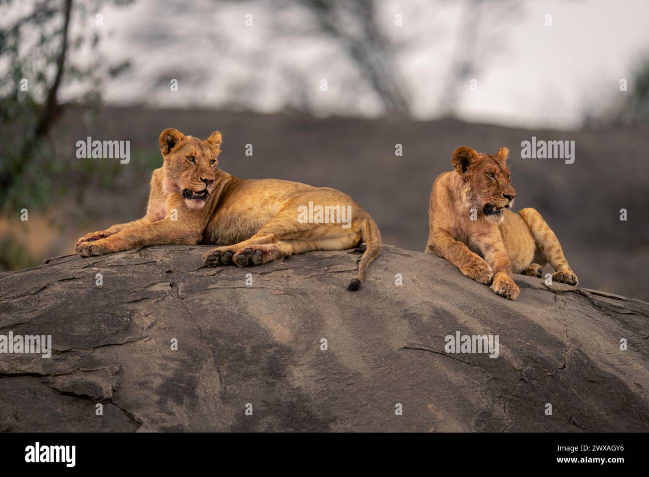 Two lionesses serengeti national park hi-res stock photography and ...