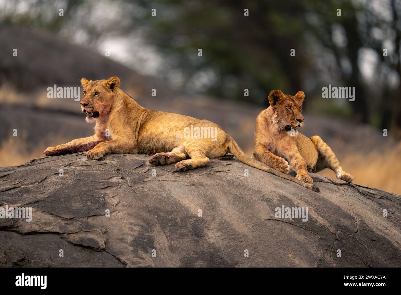 Two lionesses lying on rock hi-res stock photography and images - Alamy