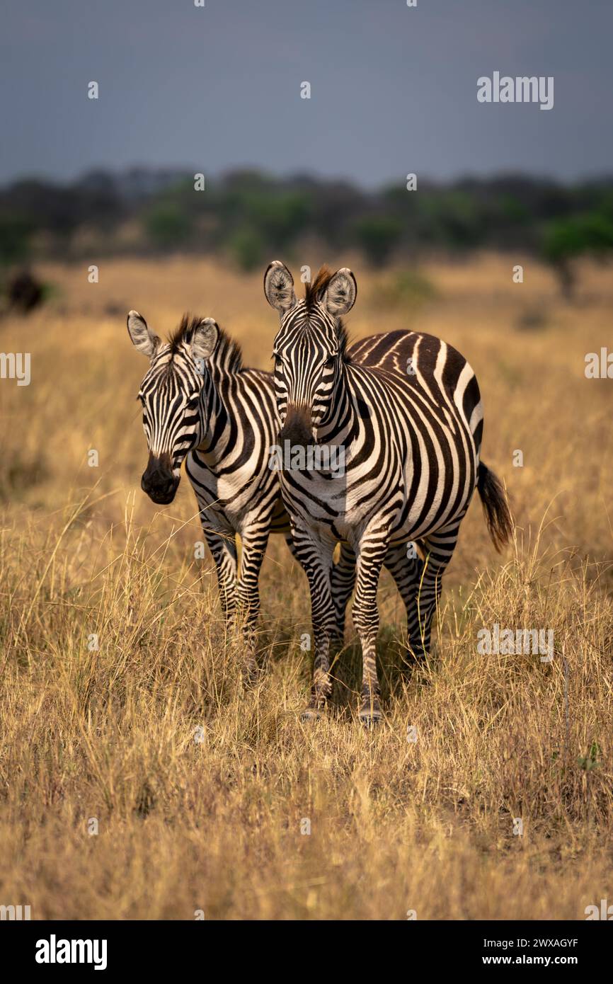 Two plains zebra stand facing towards camera Stock Photo - Alamy