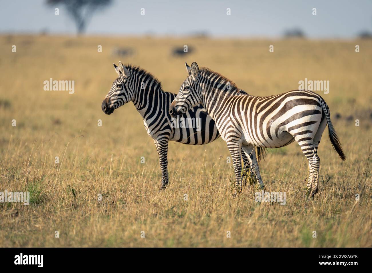 Two plains zebra stand hi-res stock photography and images - Alamy