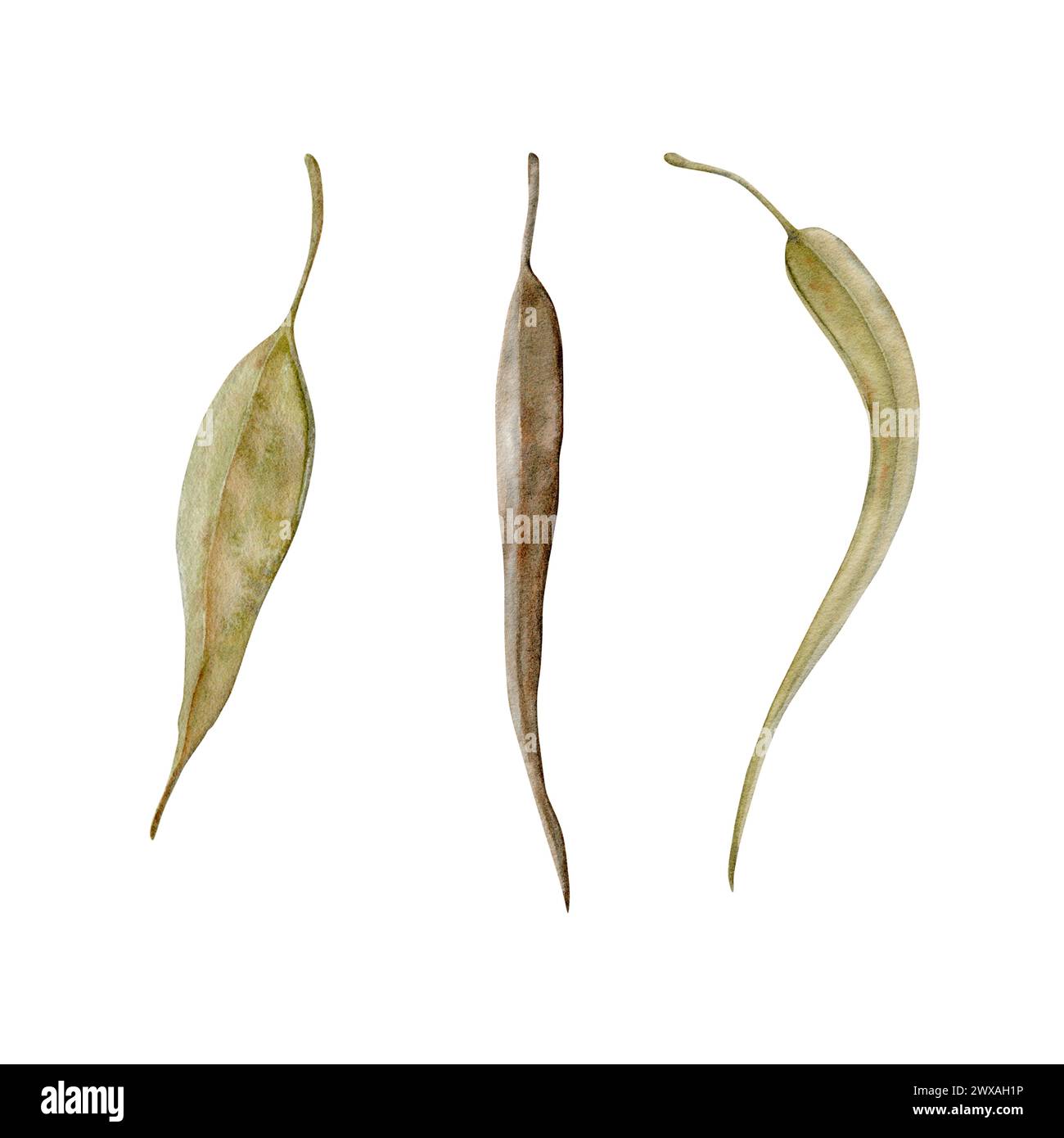 Gum tree leaves. Eucalyptus green and dry foliage. Watercolor ...