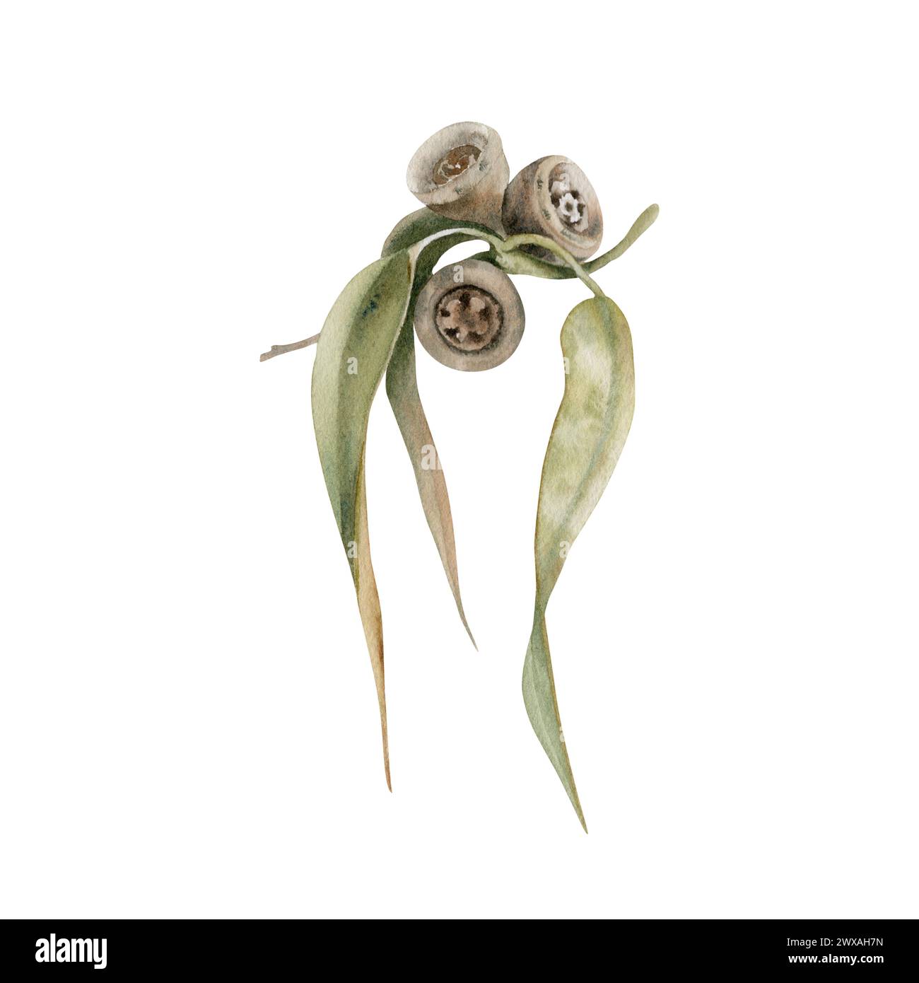 Gum tree leaves. Eucalyptus branch with seed pods. Watercolor ...