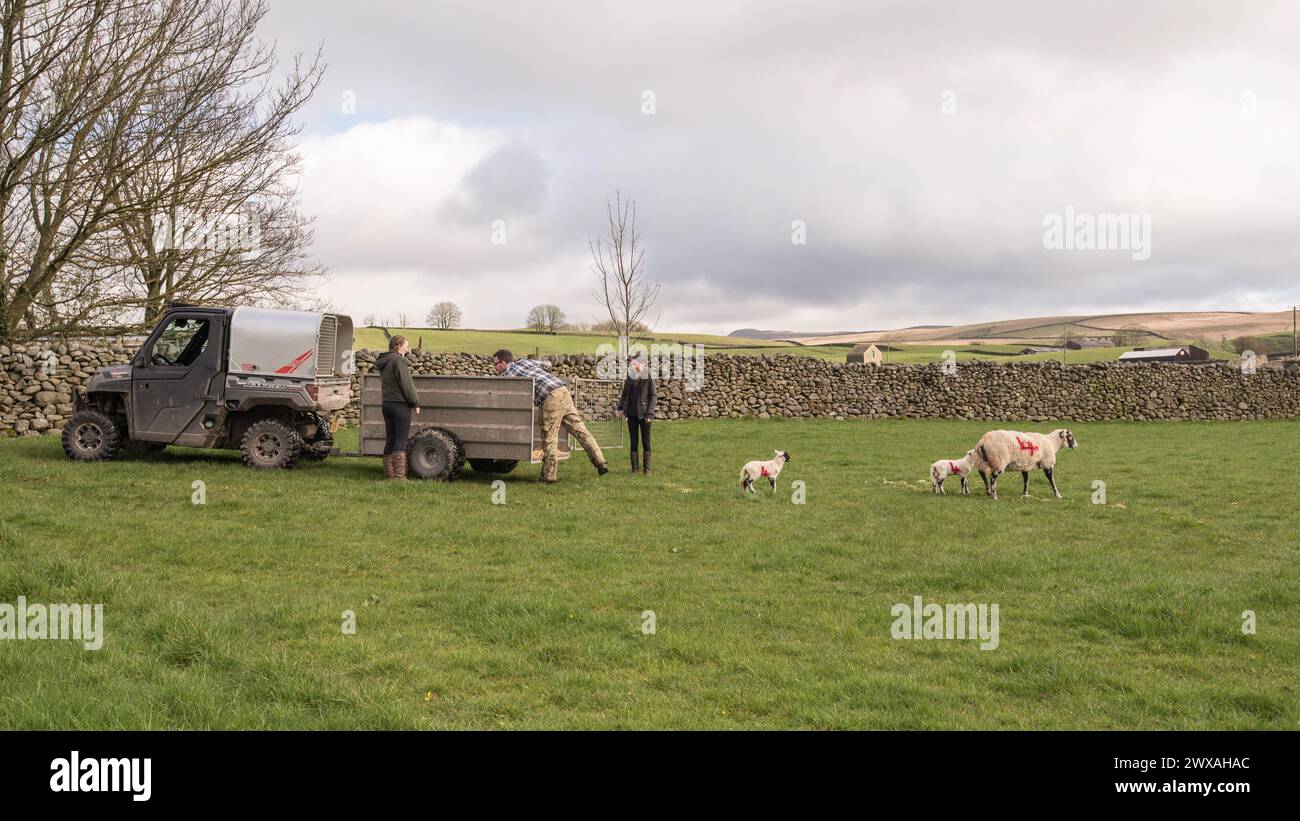 Easter lambing north yorkshire hi-res stock photography and images - Alamy