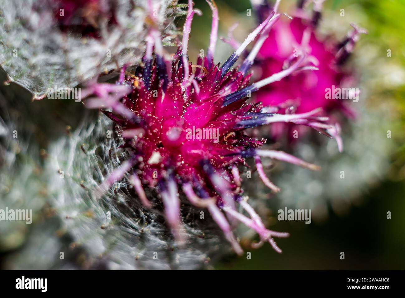 Inflorescence of woolly burdock (Arctium tomentosum), red flowers macro ...