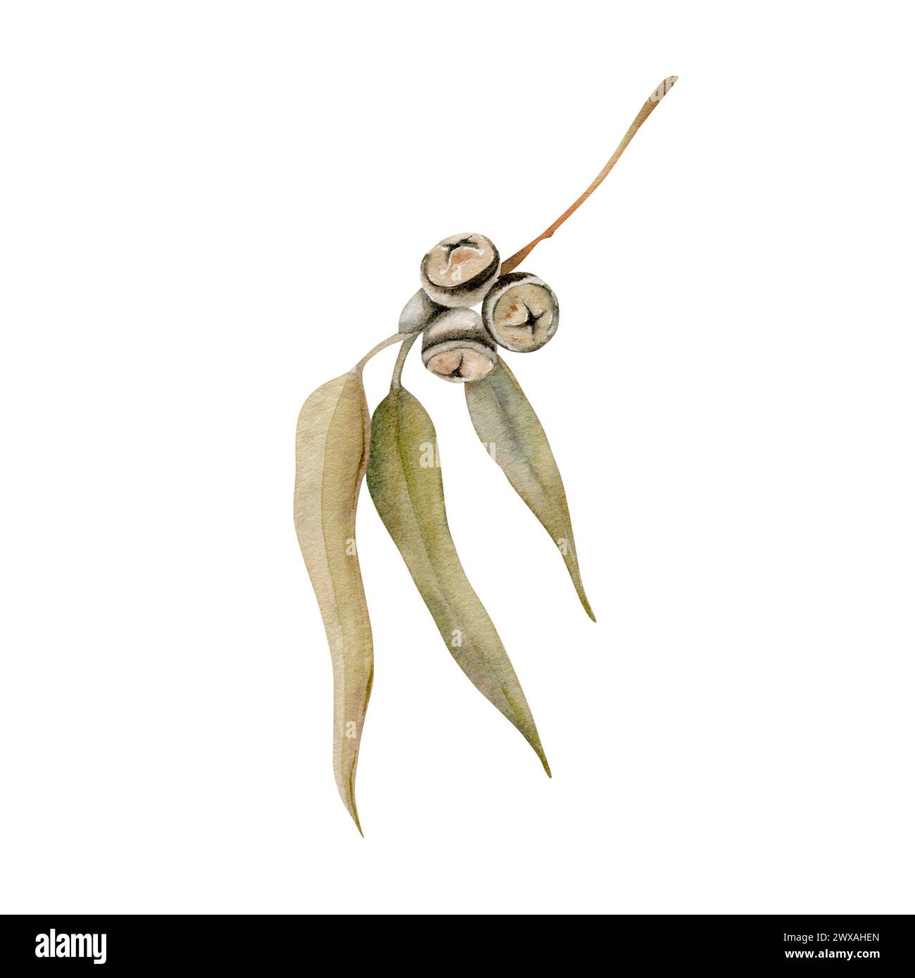 Gum tree leaves. Eucalyptus branch with seed pods. Watercolor ...