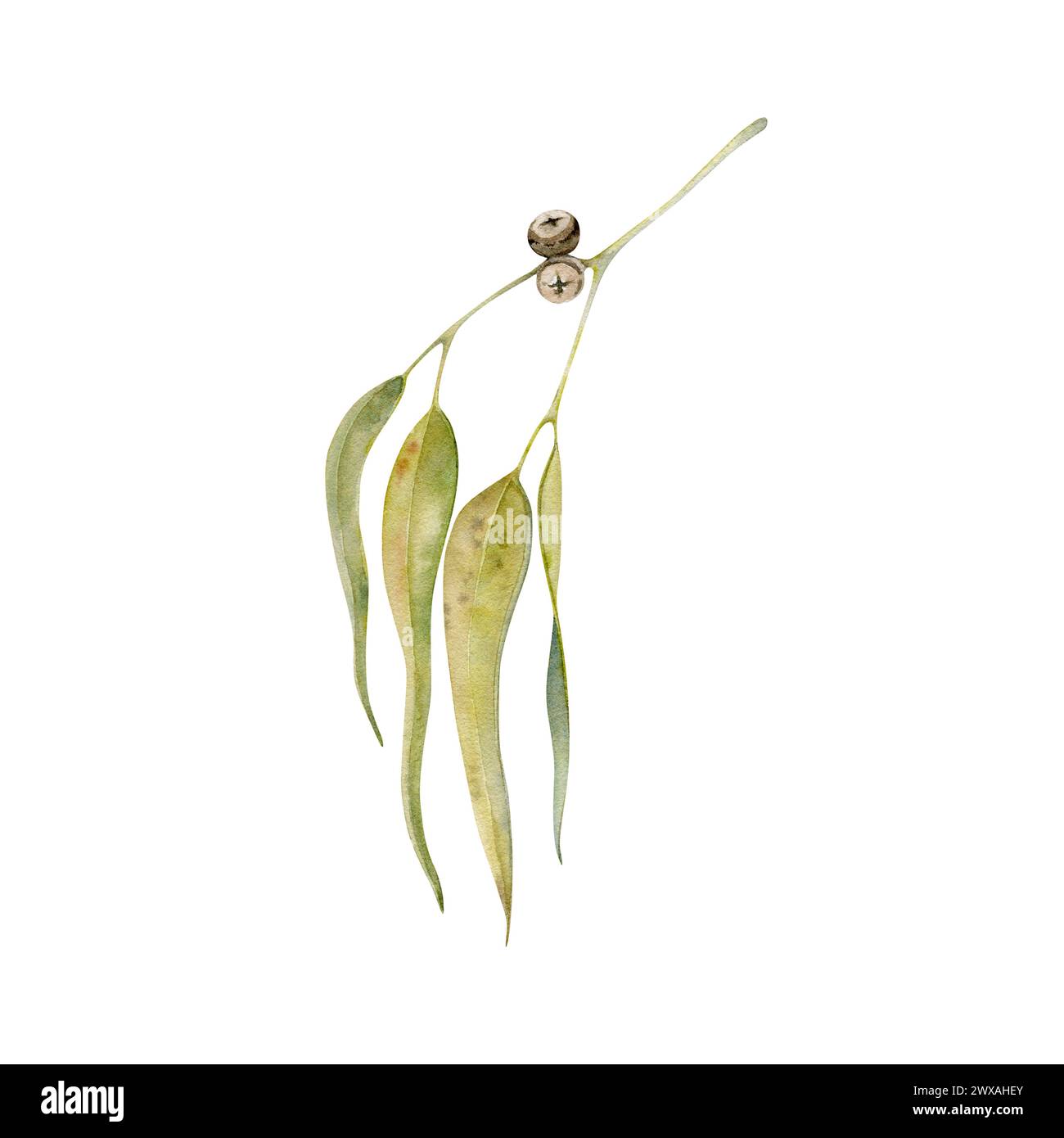 Gum tree leaves. Eucalyptus branch with seed pods. Watercolor ...