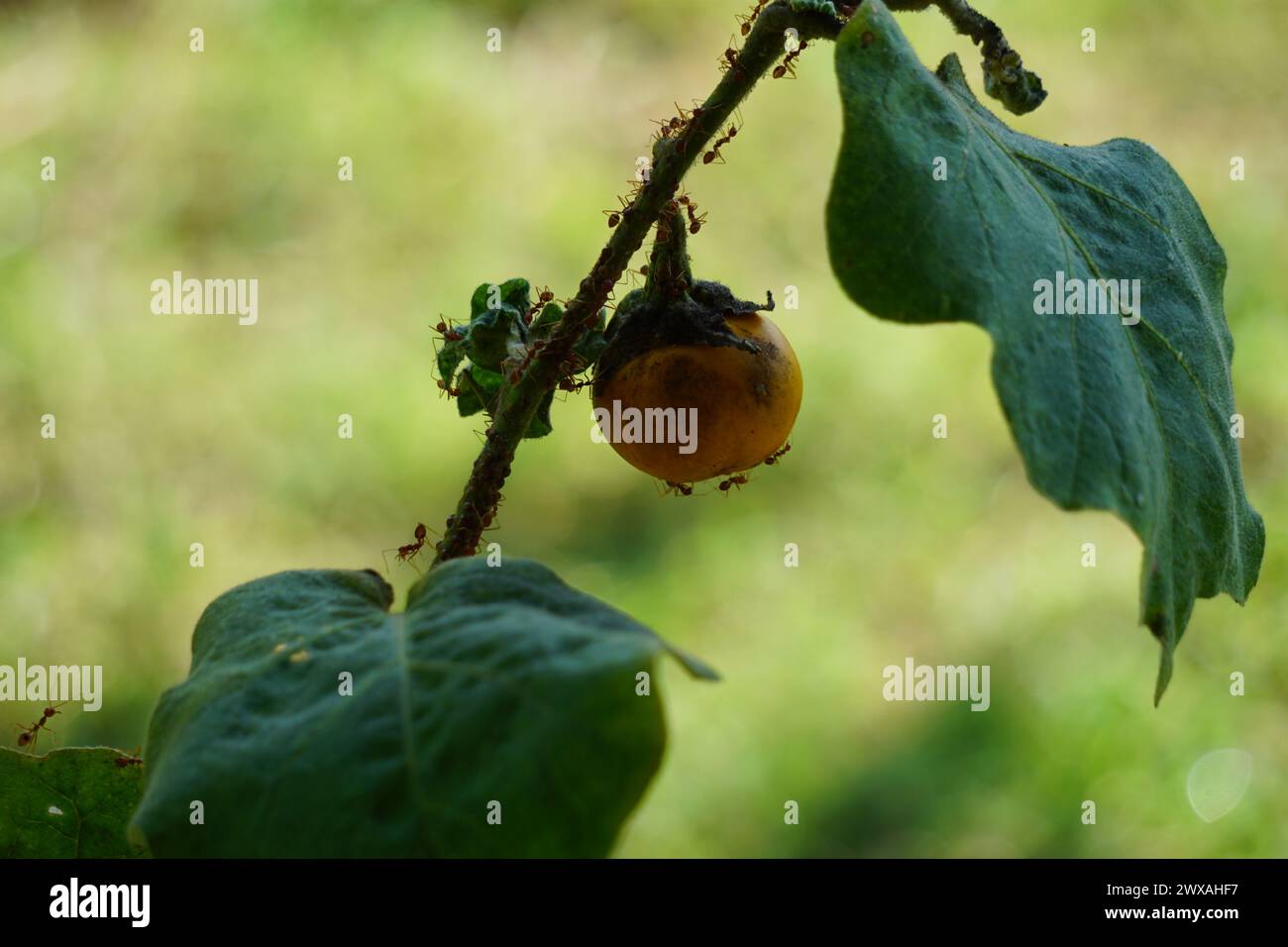 Solanum insanum (Also called thorn apple, bitter apple, bitter ball ...
