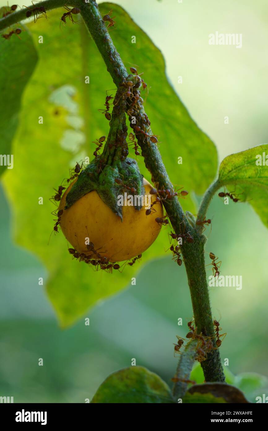 Solanum insanum hi-res stock photography and images - Alamy