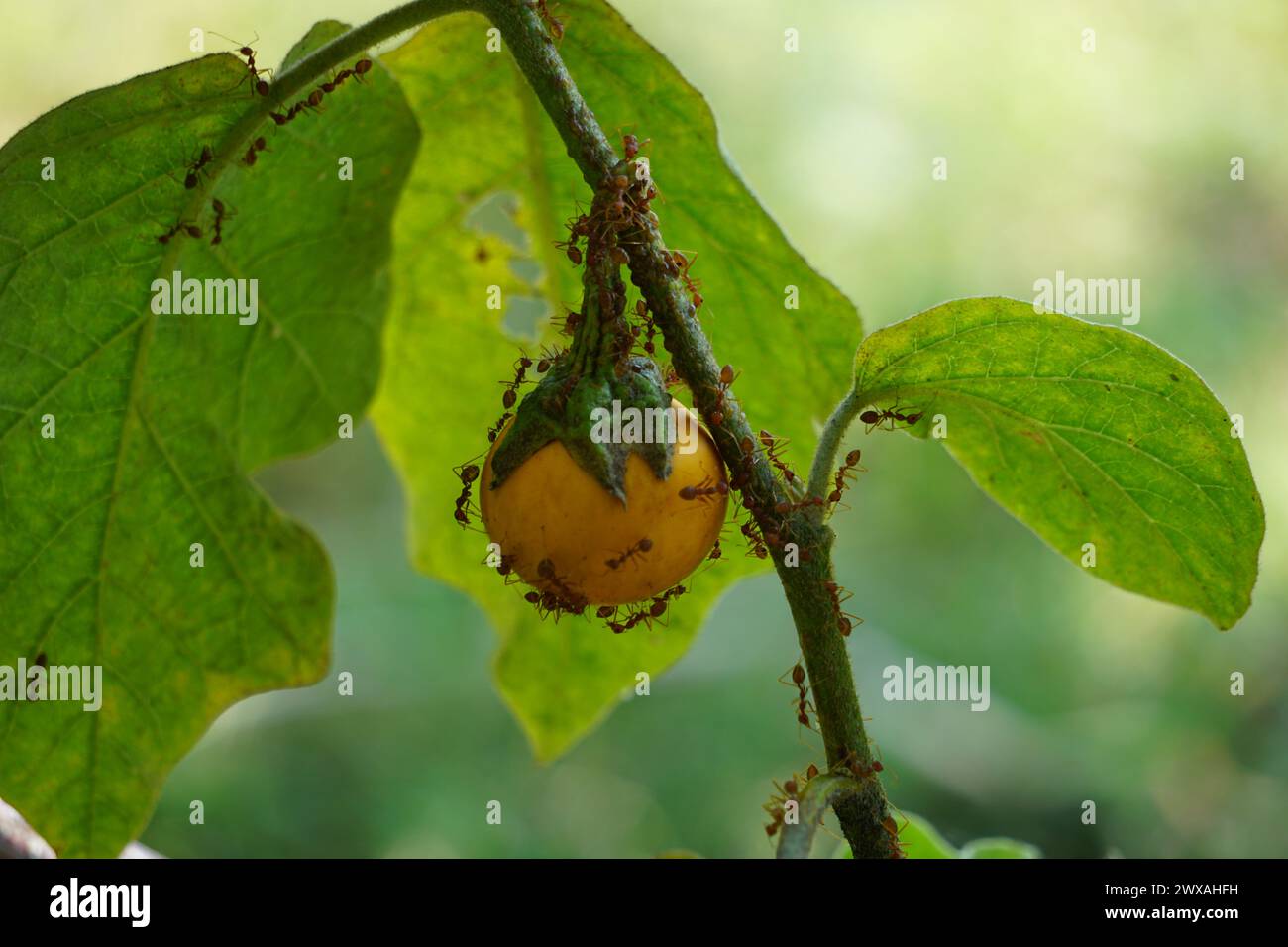 Solanum insanum (Also called thorn apple, bitter apple, bitter ball ...