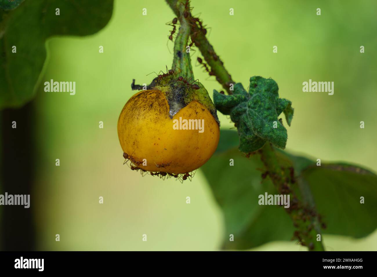 Solanum insanum (Also called thorn apple, bitter apple, bitter ball ...