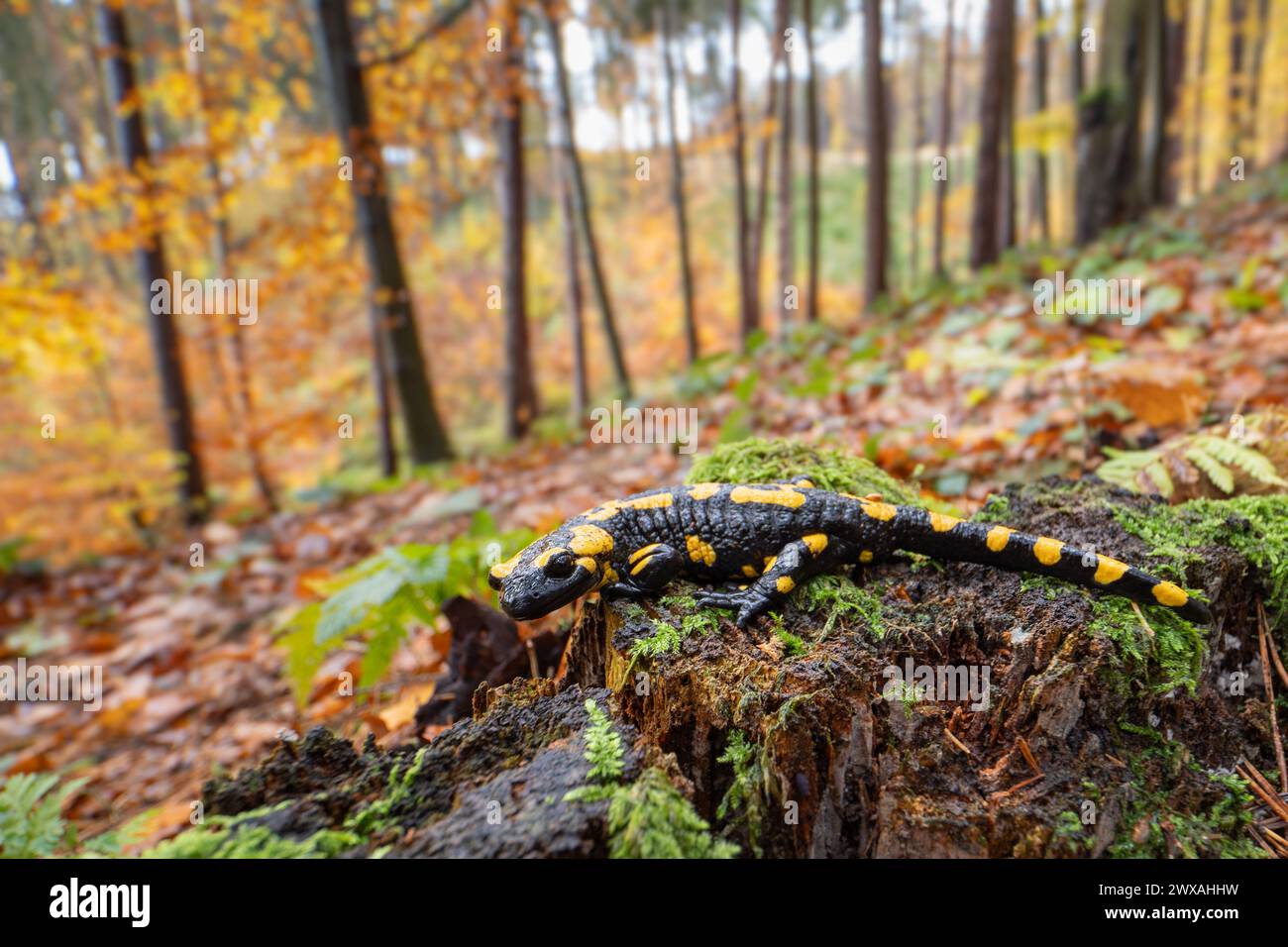 Fire Salamander - Salamandra salamandra, beautiful black and yellow ...