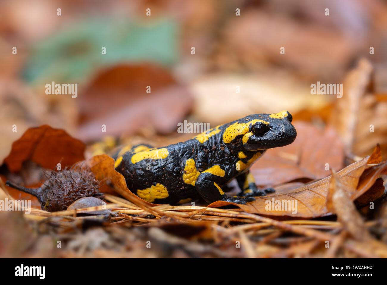 Fire Salamander - Salamandra salamandra, beautiful black and yellow ...