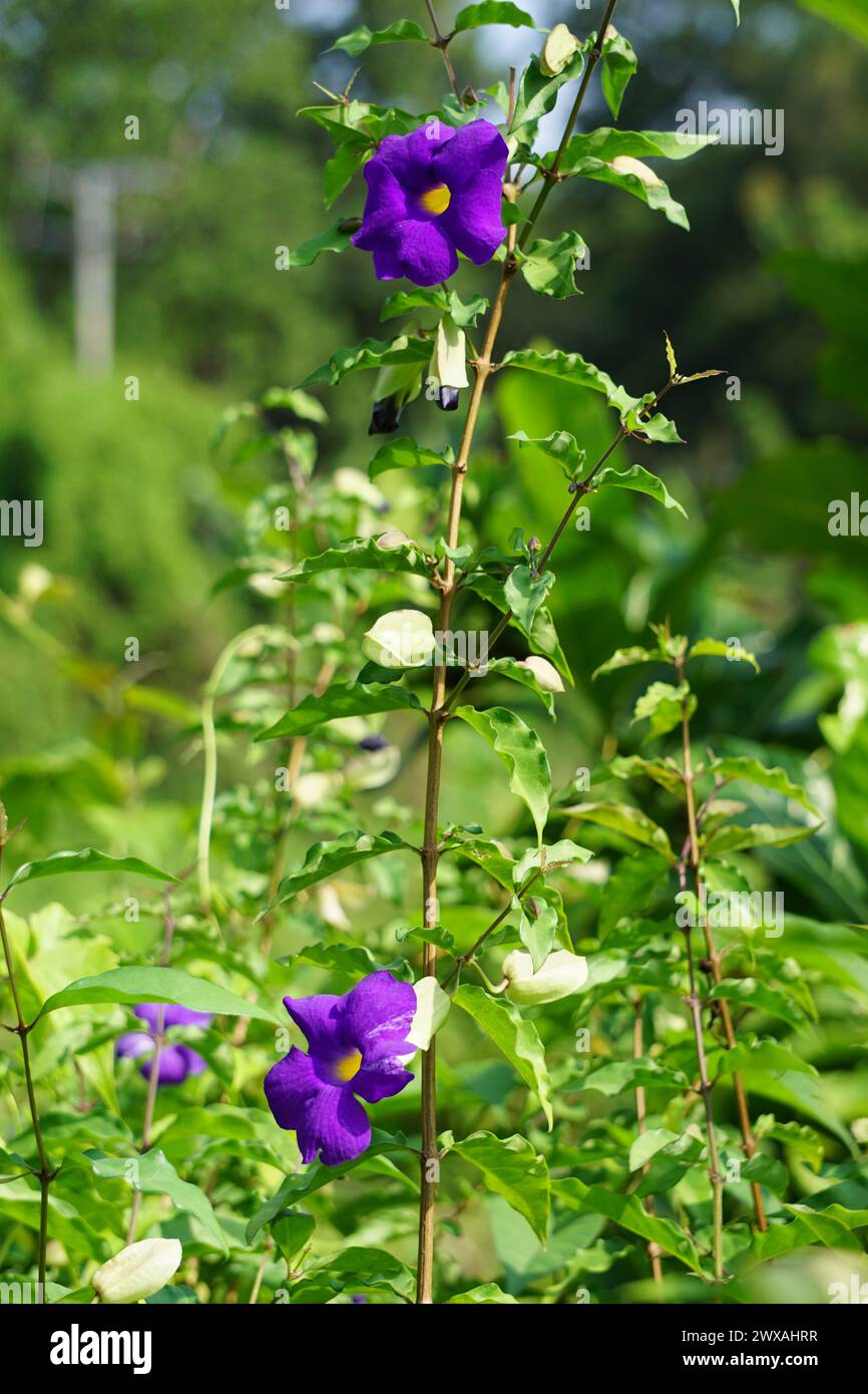 Thunbergia erecta (bush clockvine, king's mantle, potato bush). It has ...