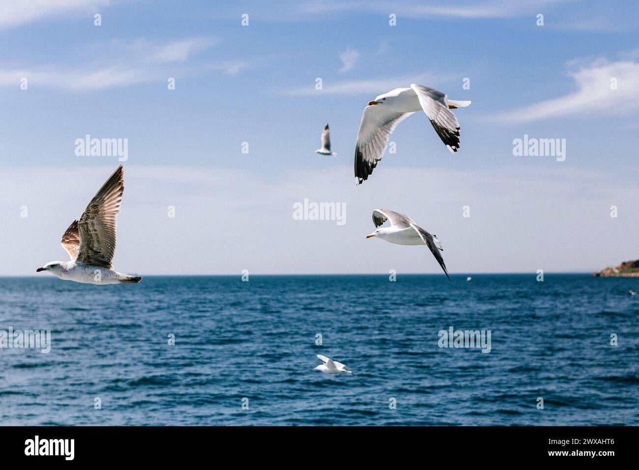 Seagulls in flight over a calm sea with clear skies and a distant land ...