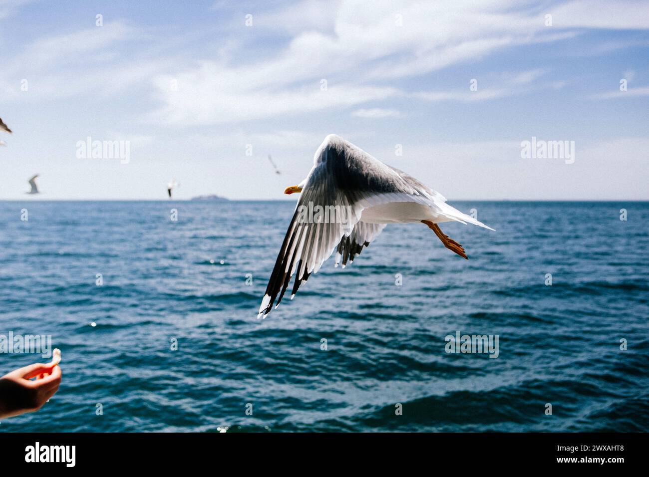 Seagull flying over the sea close to a boat with a person's hand ...