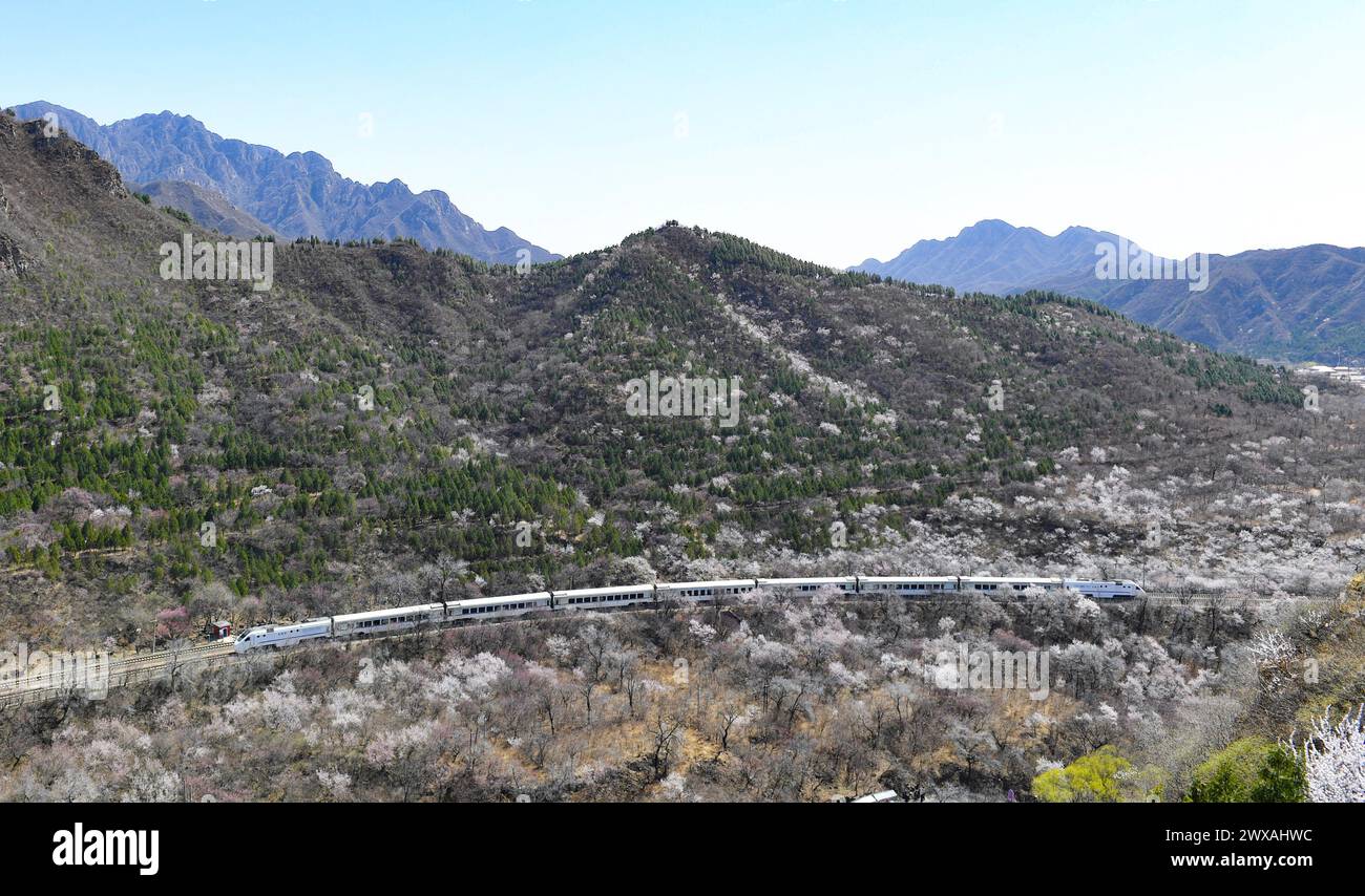 Beijing, China. 29th Mar, 2024. Train S2 runs amid blooming flowers ...