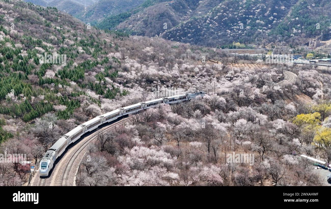 Beijing, China. 29th Mar, 2024. Train S2 runs amid blooming flowers ...
