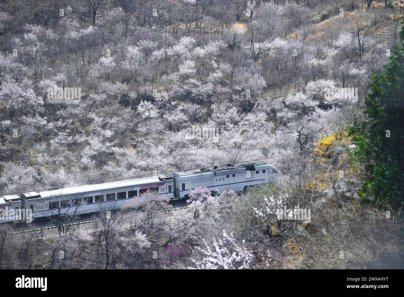 Beijing, China. 29th Mar, 2024. Train S2 runs amid blooming flowers ...