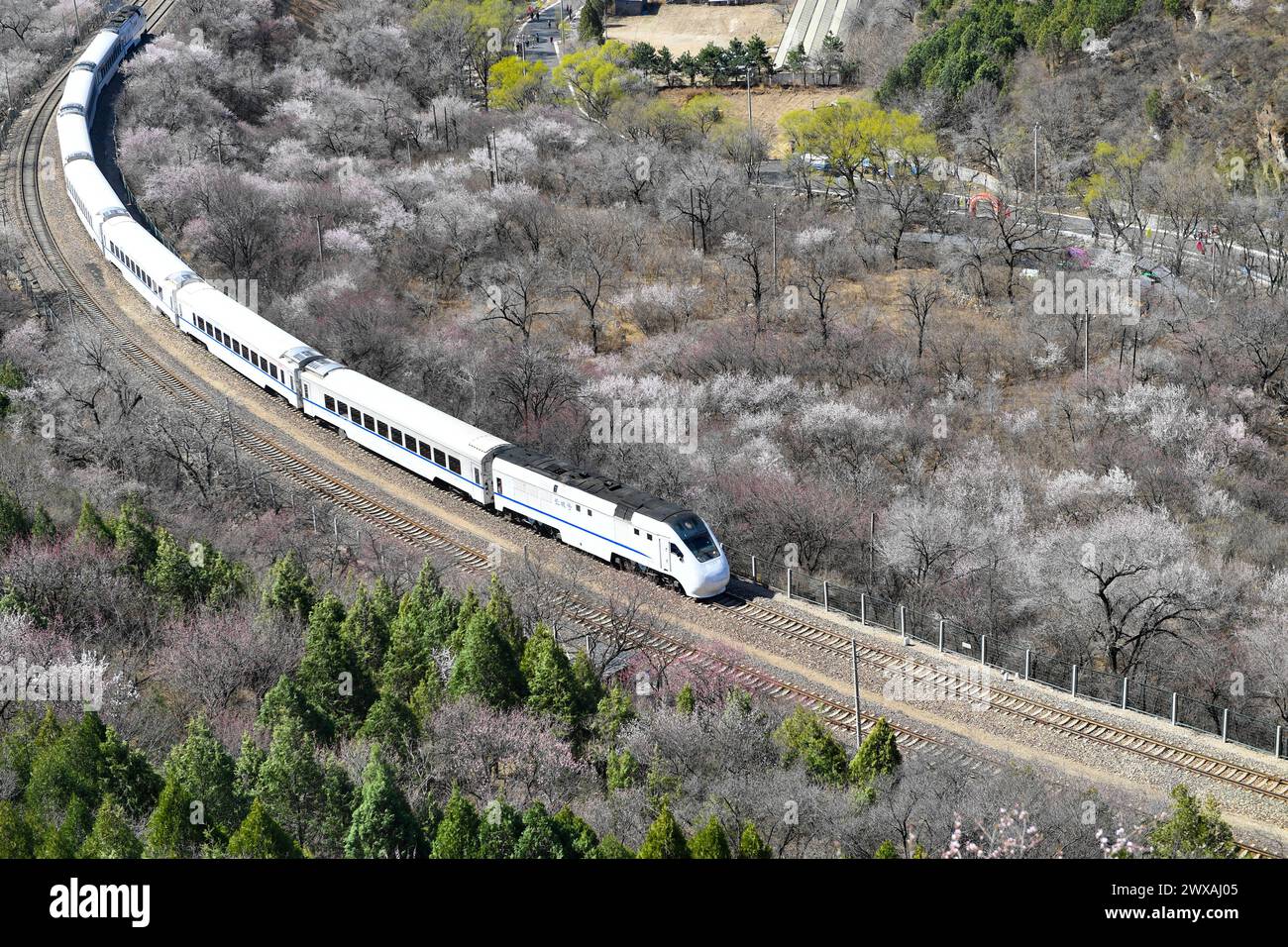 Beijing, China. 29th Mar, 2024. Train S2 runs amid blooming flowers ...