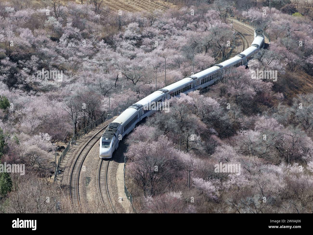 Beijing, China. 29th Mar, 2024. Train S2 runs amid blooming flowers ...