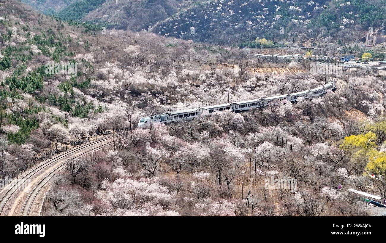 Beijing, China. 29th Mar, 2024. Train S2 runs amid blooming flowers ...