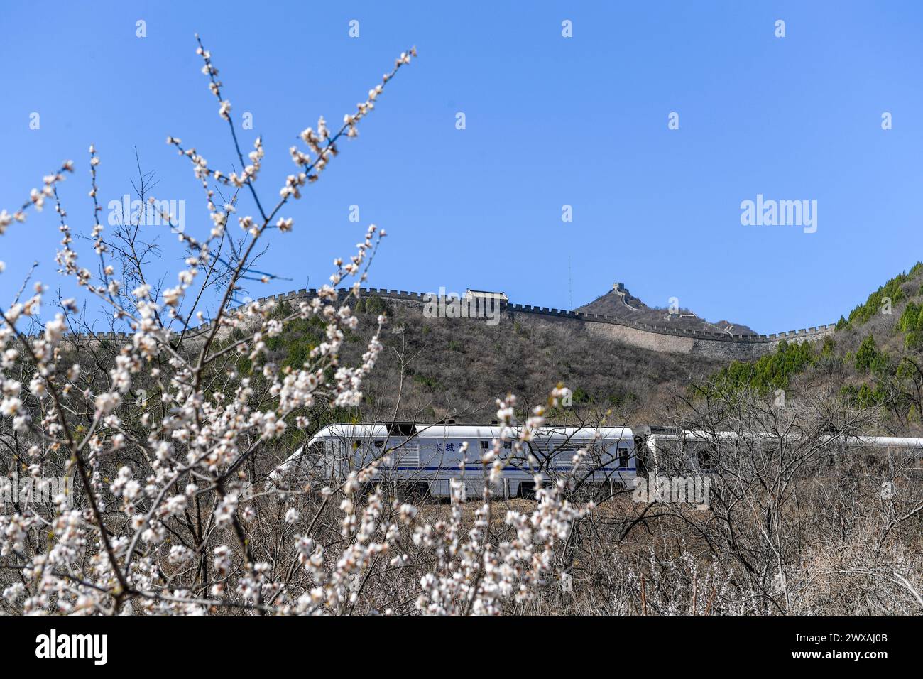 Beijing, China. 29th Mar, 2024. Train S2 runs amid blooming flowers ...
