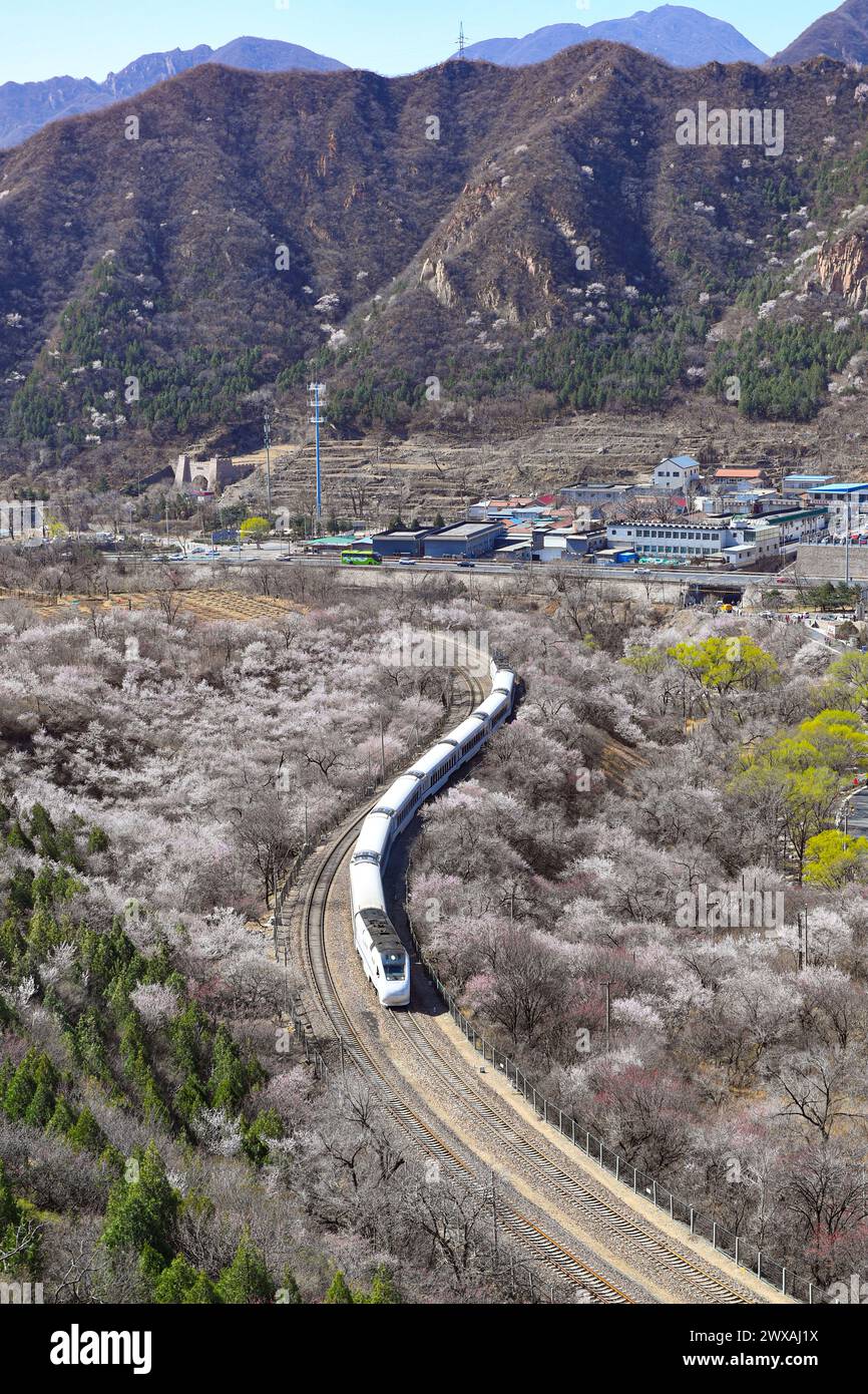Beijing, China. 29th Mar, 2024. Train S2 runs amid blooming flowers ...