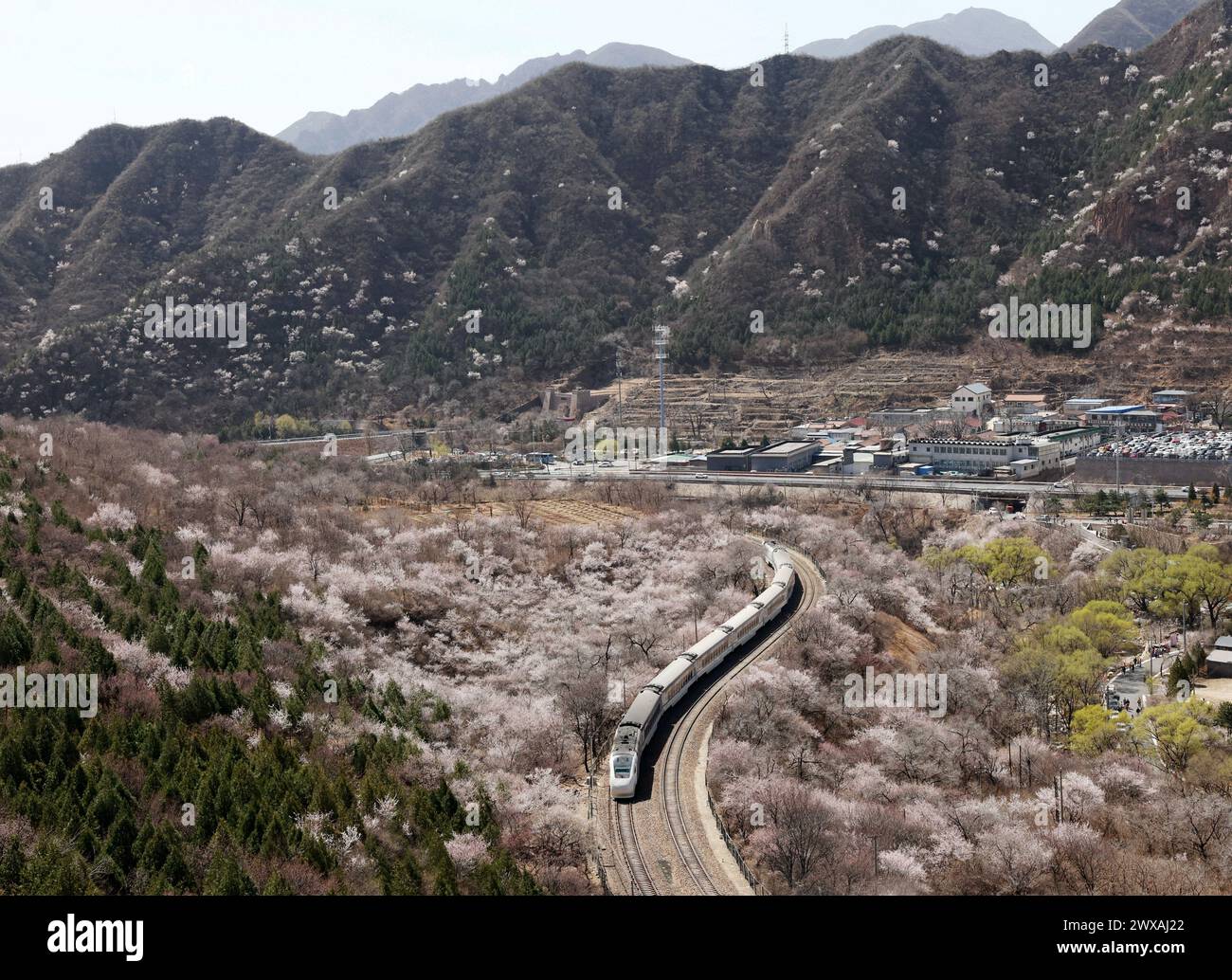Beijing, China. 29th Mar, 2024. Train S2 runs amid blooming flowers ...