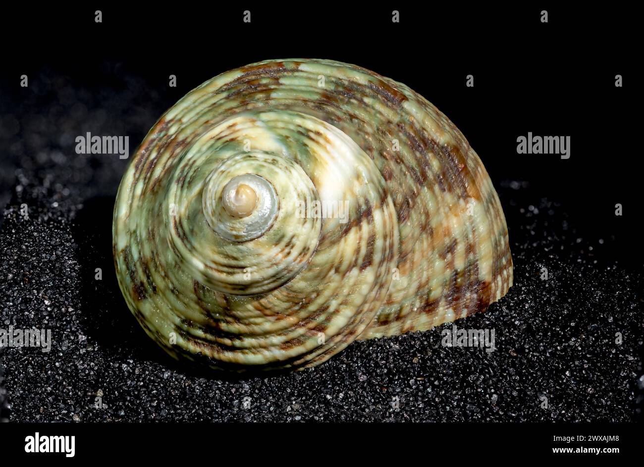 Turbinidae lunella undulata seashell on a black sand background close ...