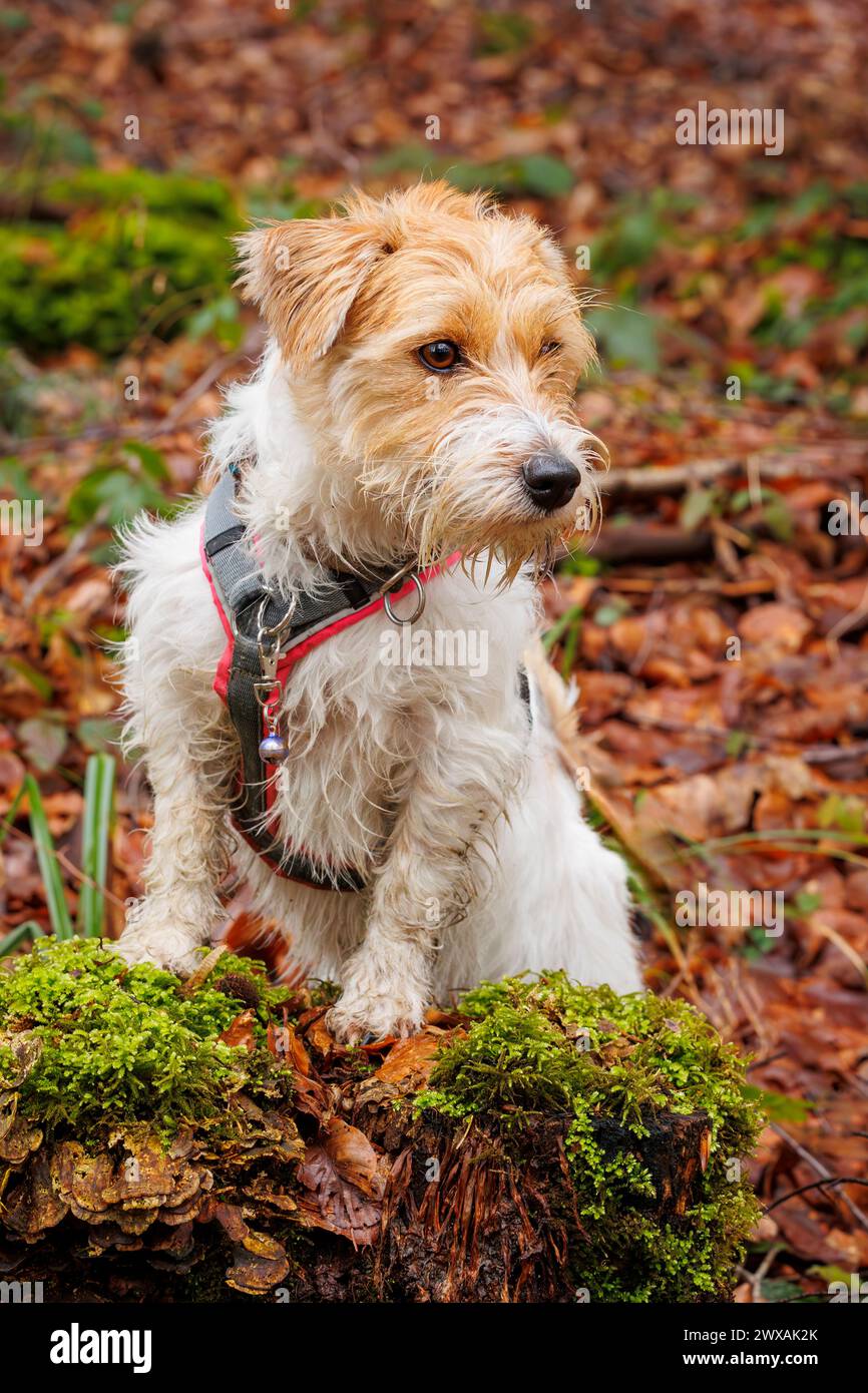 Dog stand on a trunk in the forest and look around, jack russel terrier ...