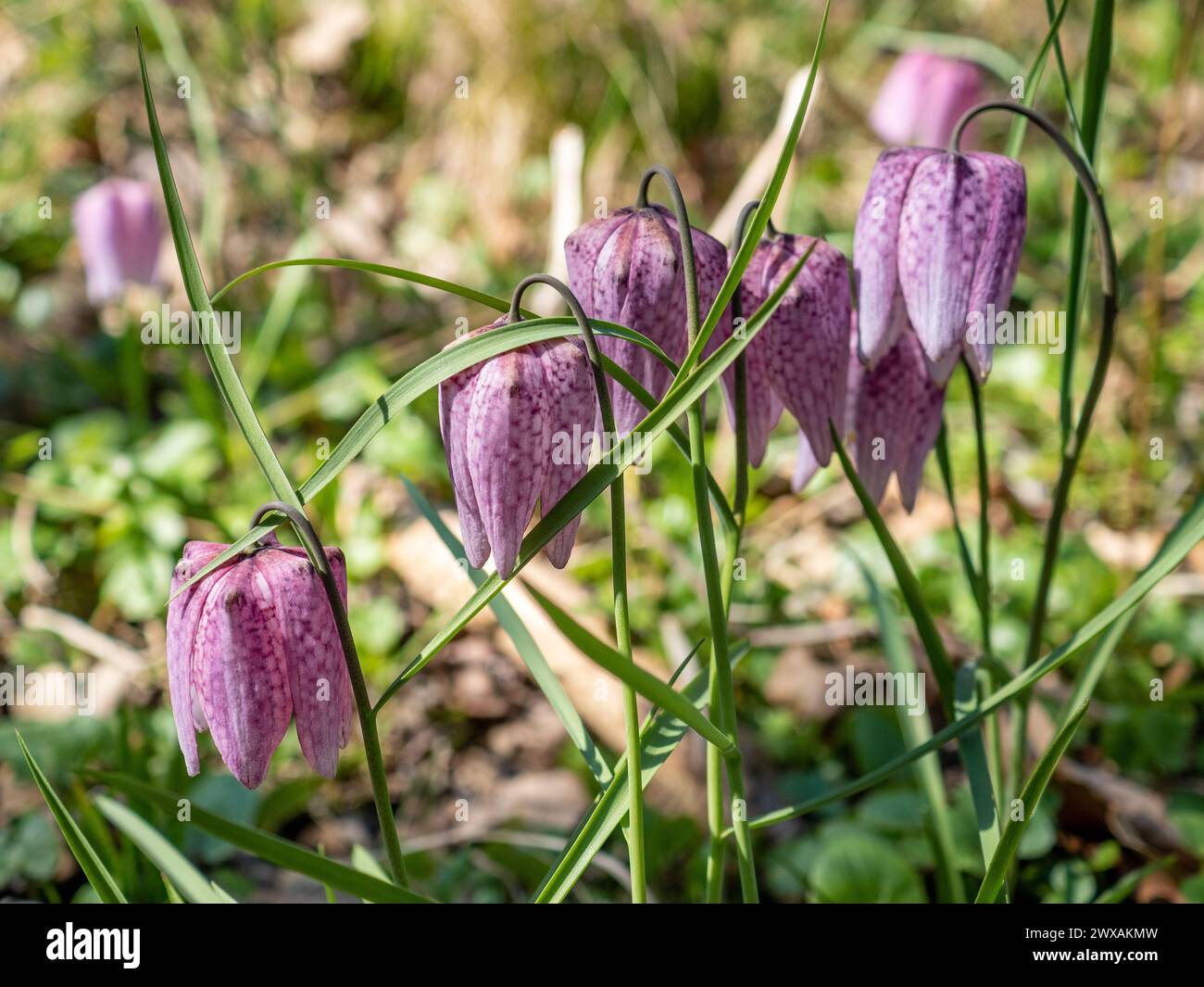 A detailed close-up of Snake's head fritillary flowers blooming in a ...
