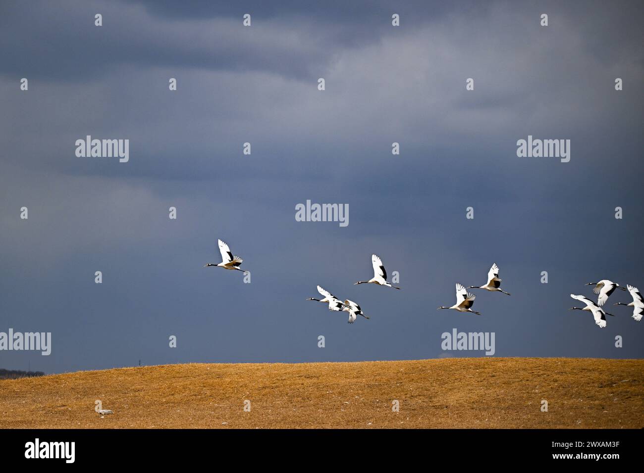 Qiqihar, China's Heilongjiang Province. 29th Mar, 2024. Red-crowned ...