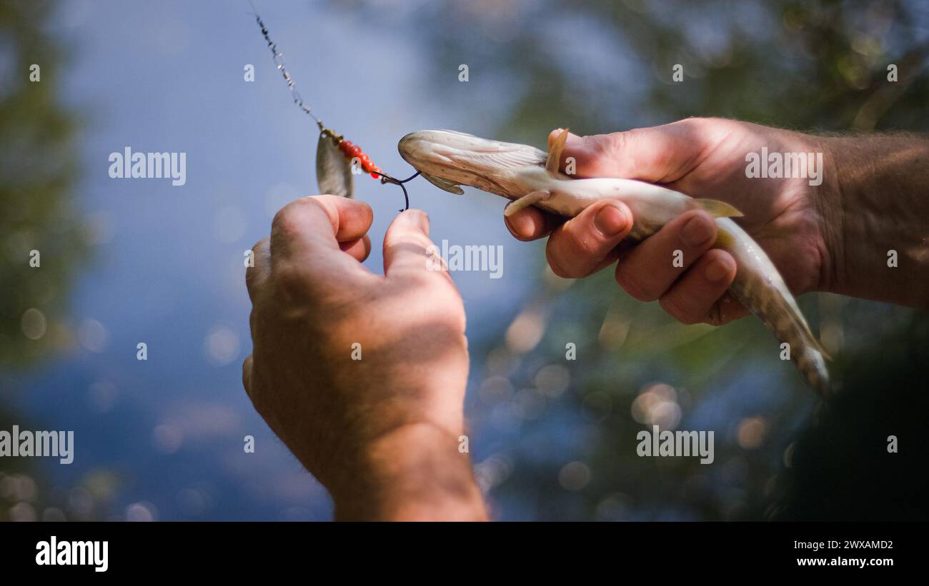 Sports fisherman's hands holding a fish caught on the fishing hook ...