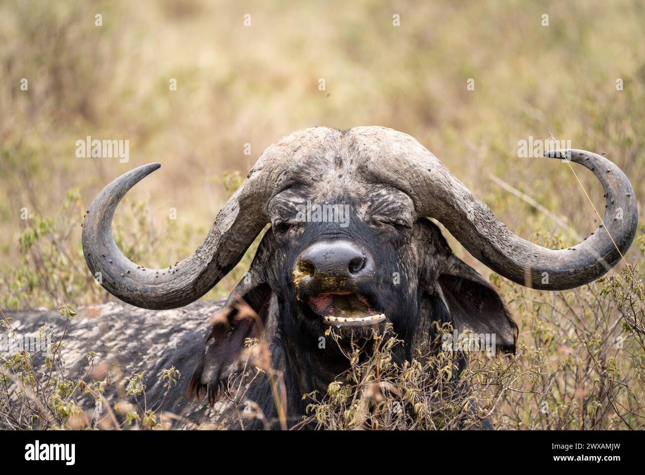 African buffalo in the kenyan savanna Stock Photo - Alamy