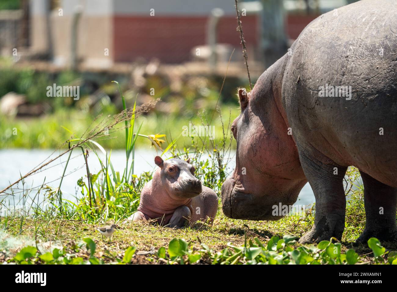 The hyppo hi-res stock photography and images - Alamy