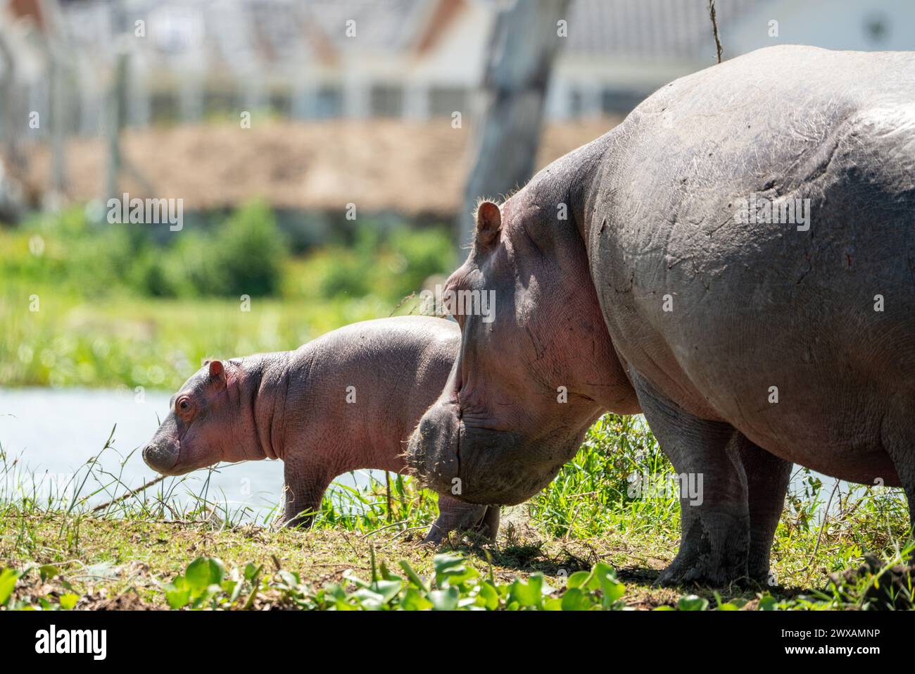 Hyppo in Kenya Lake Naivasha with the puppy Stock Photo - Alamy