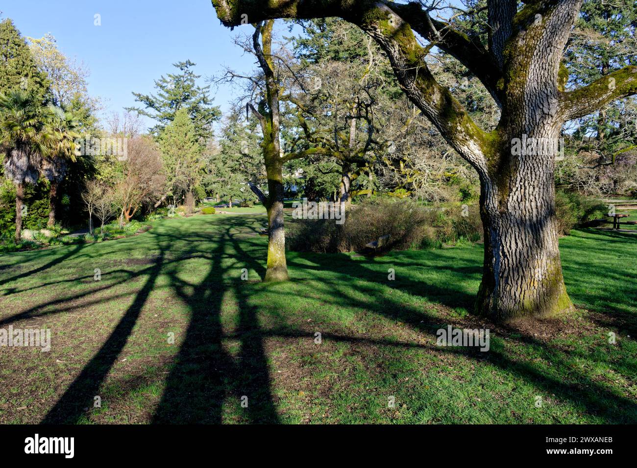 The shadows cast in Playfair Park, Victoria, British Columbia, Canada ...