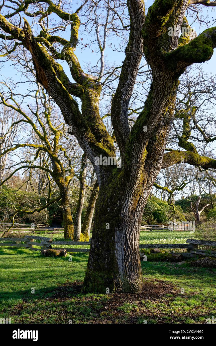 The shadows and an old oak tree at Playfair Park, Victoria, BC Canada ...