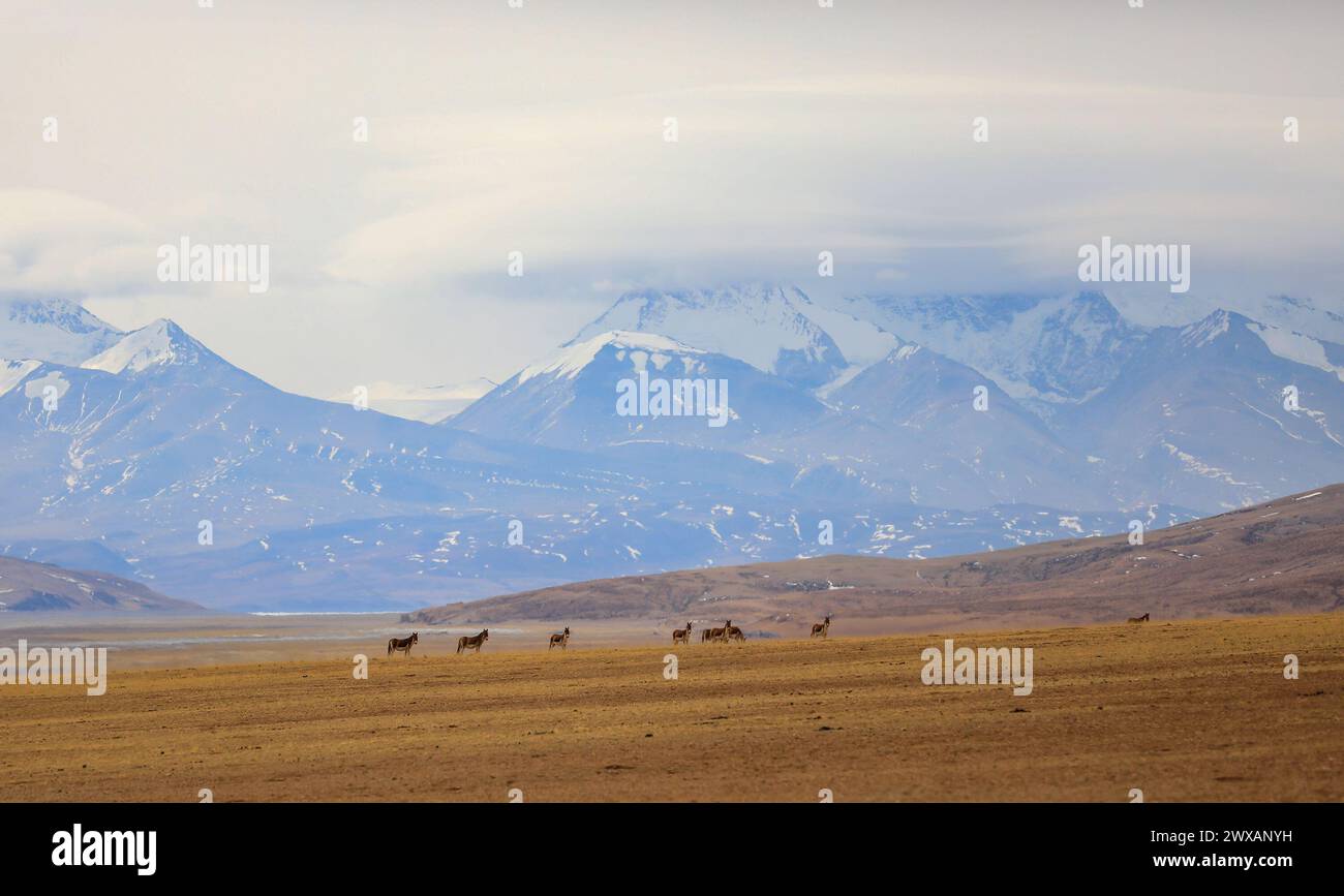 Burang, China's Xizang Autonomous Region. 29th Mar, 2024. Tibetan wild ...