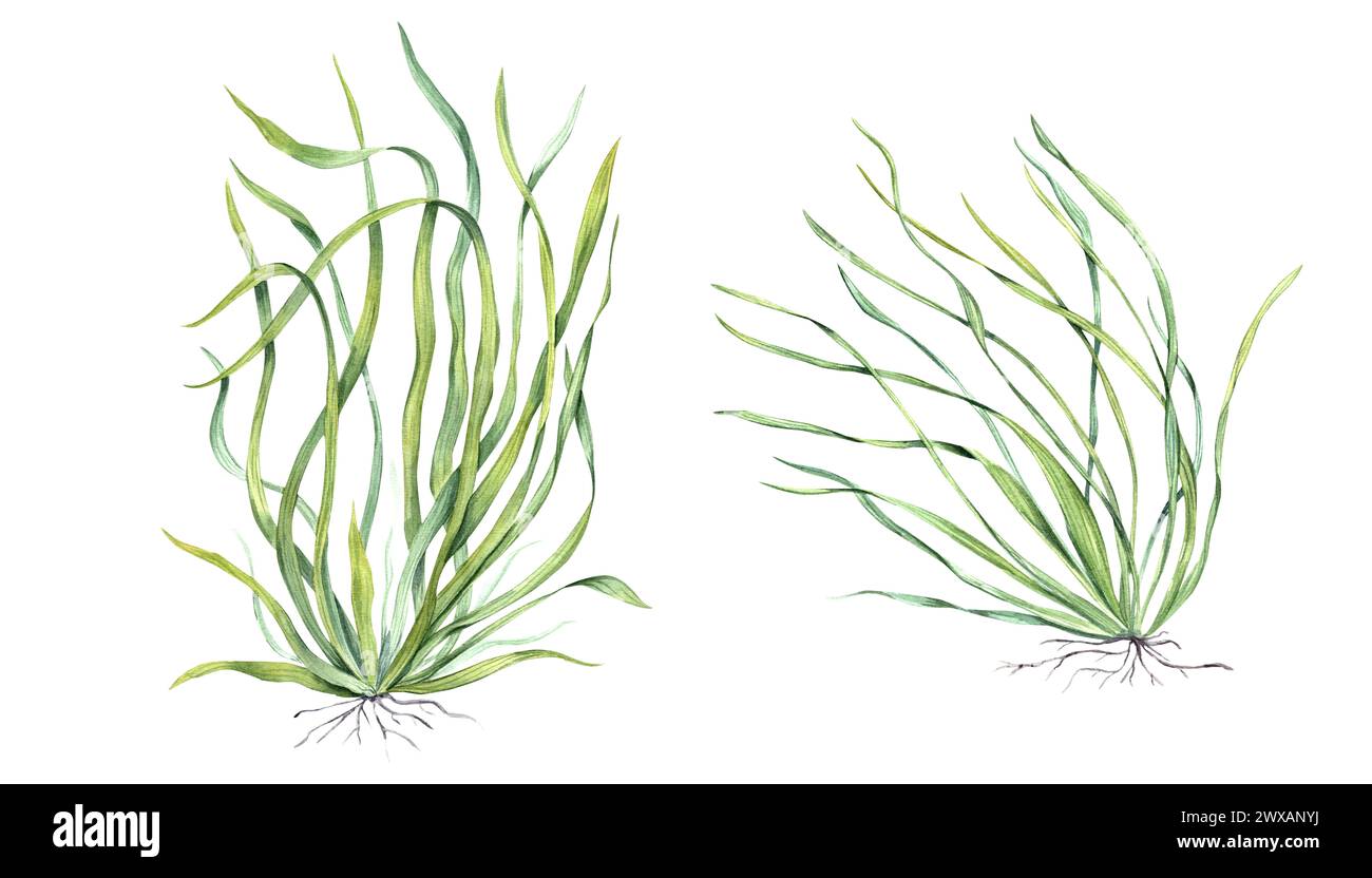 Eelgrass seaweed Cut Out Stock Images & Pictures - Alamy