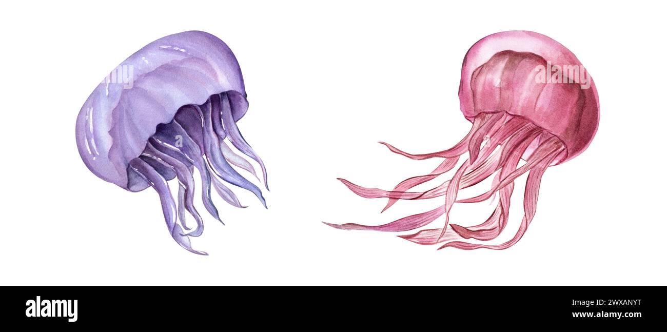 Jellyfish. Watercolor hand drawn illustration of jelly fishes. Blue and ...