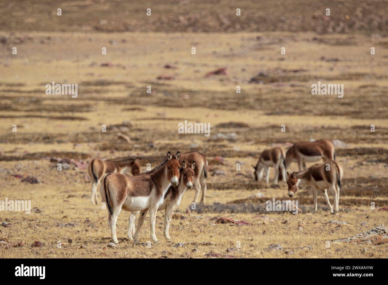 Burang, China's Xizang Autonomous Region. 29th Mar, 2024. Tibetan wild ...