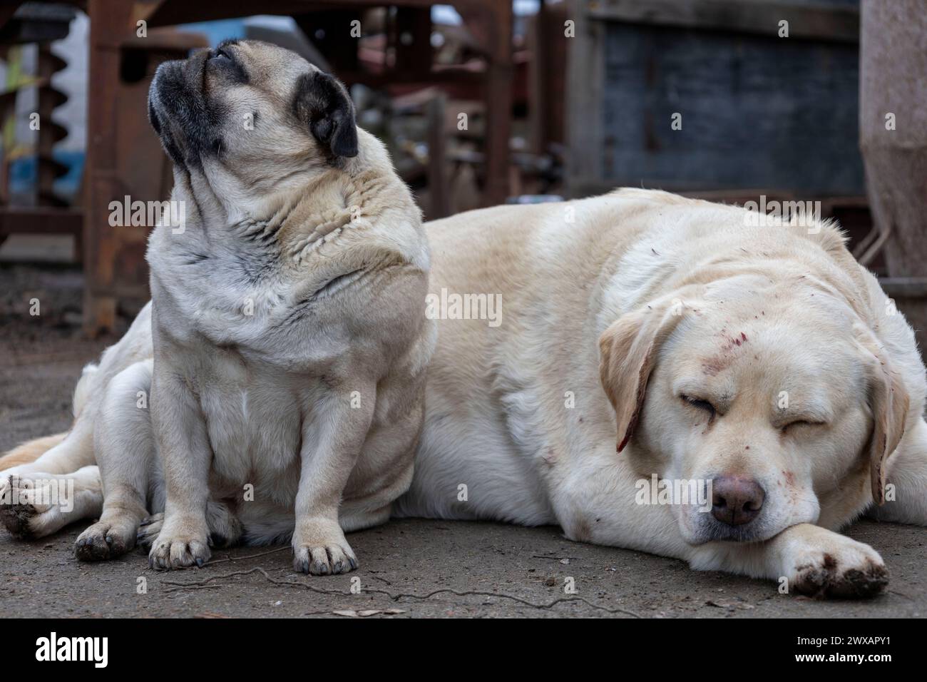 Portrait of sad labrador and pug dog Stock Photo - Alamy