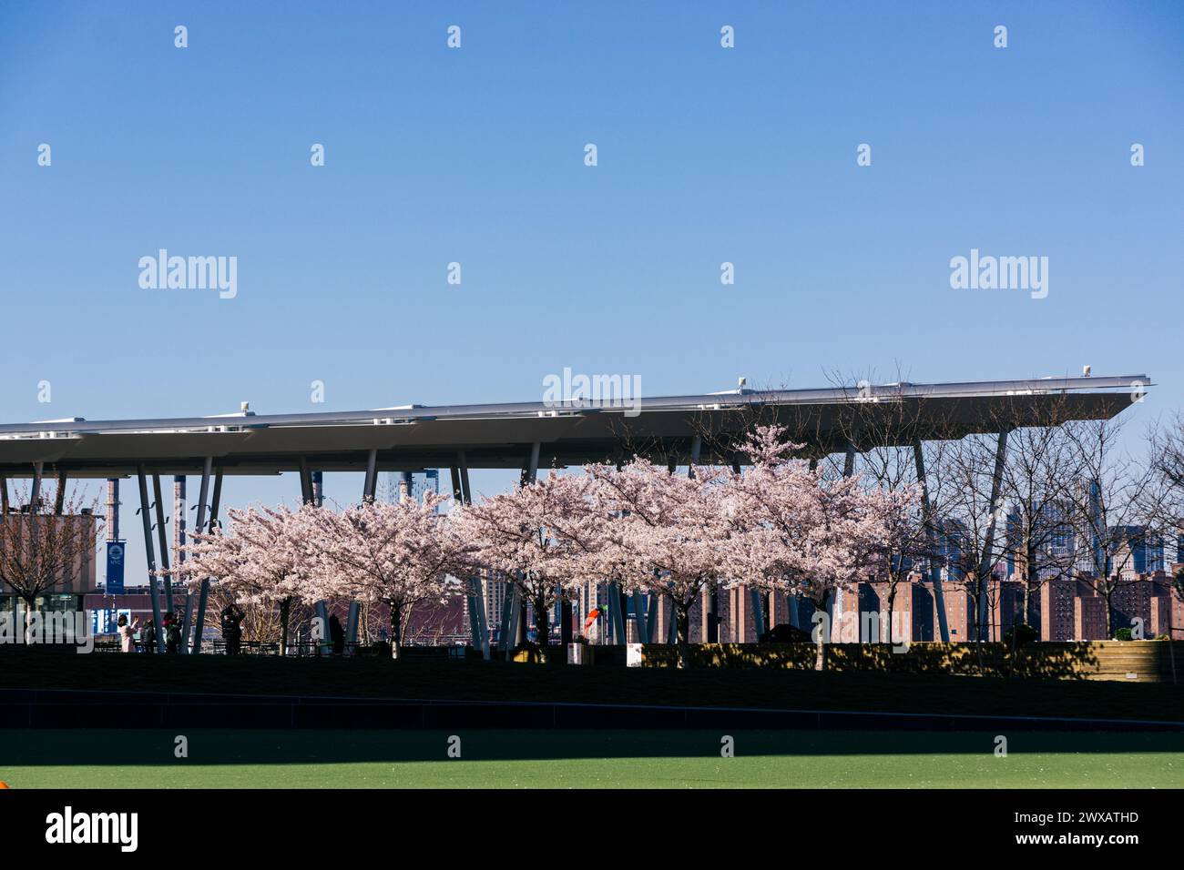 Cherry Blossom season in Hunters Point South Park Stock Photo - Alamy
