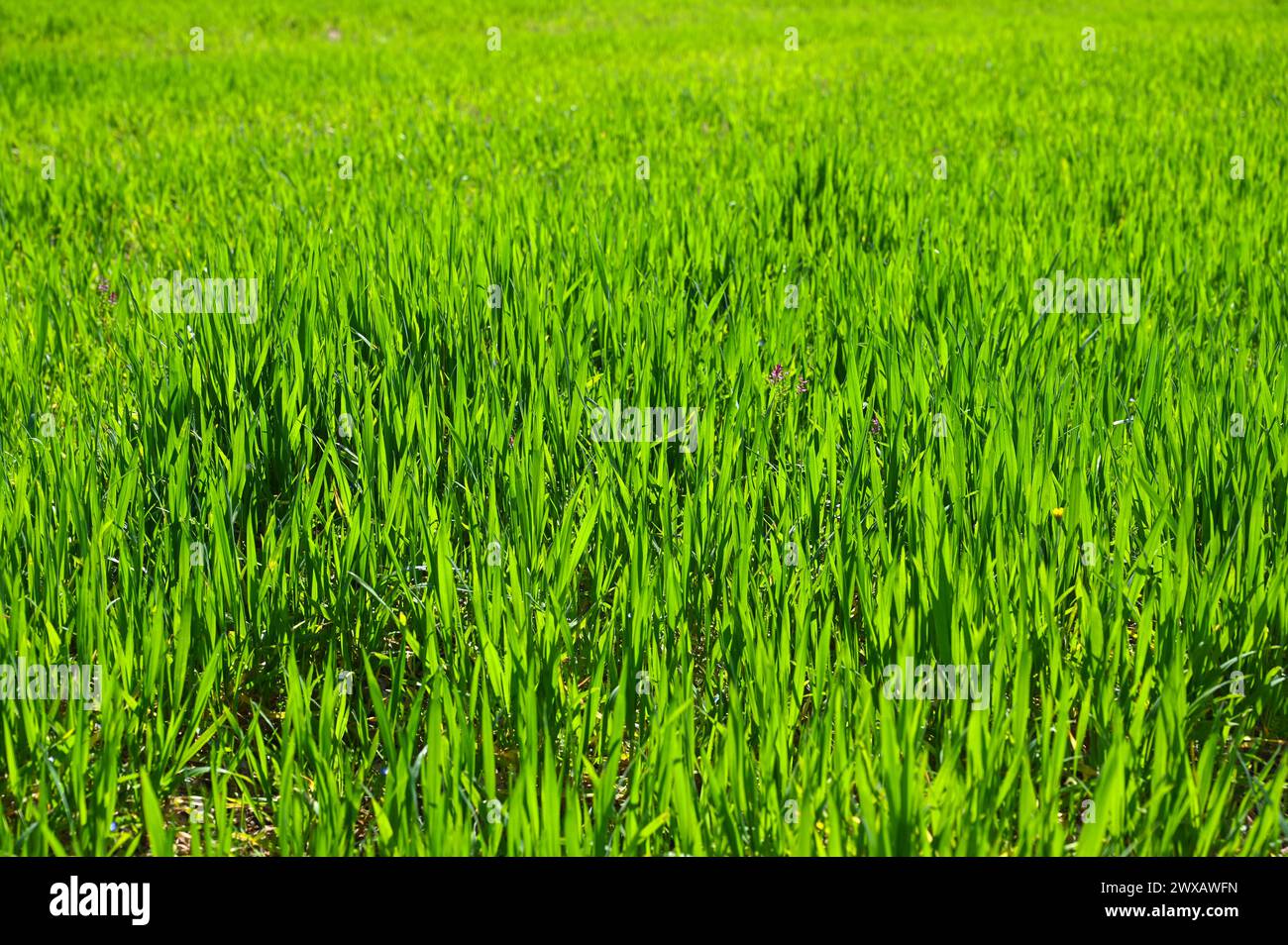 Young Wheat growing in the field in spring. Green wheat crops growing ...