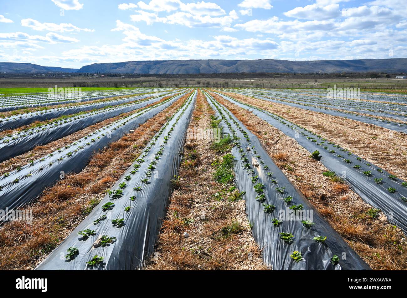 Strawberry plantation under nylon. Field strawberries in spring ...