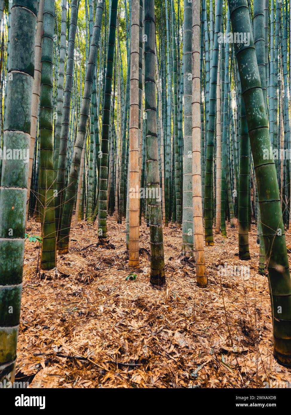 Bamboo growing in japan hi-res stock photography and images - Alamy