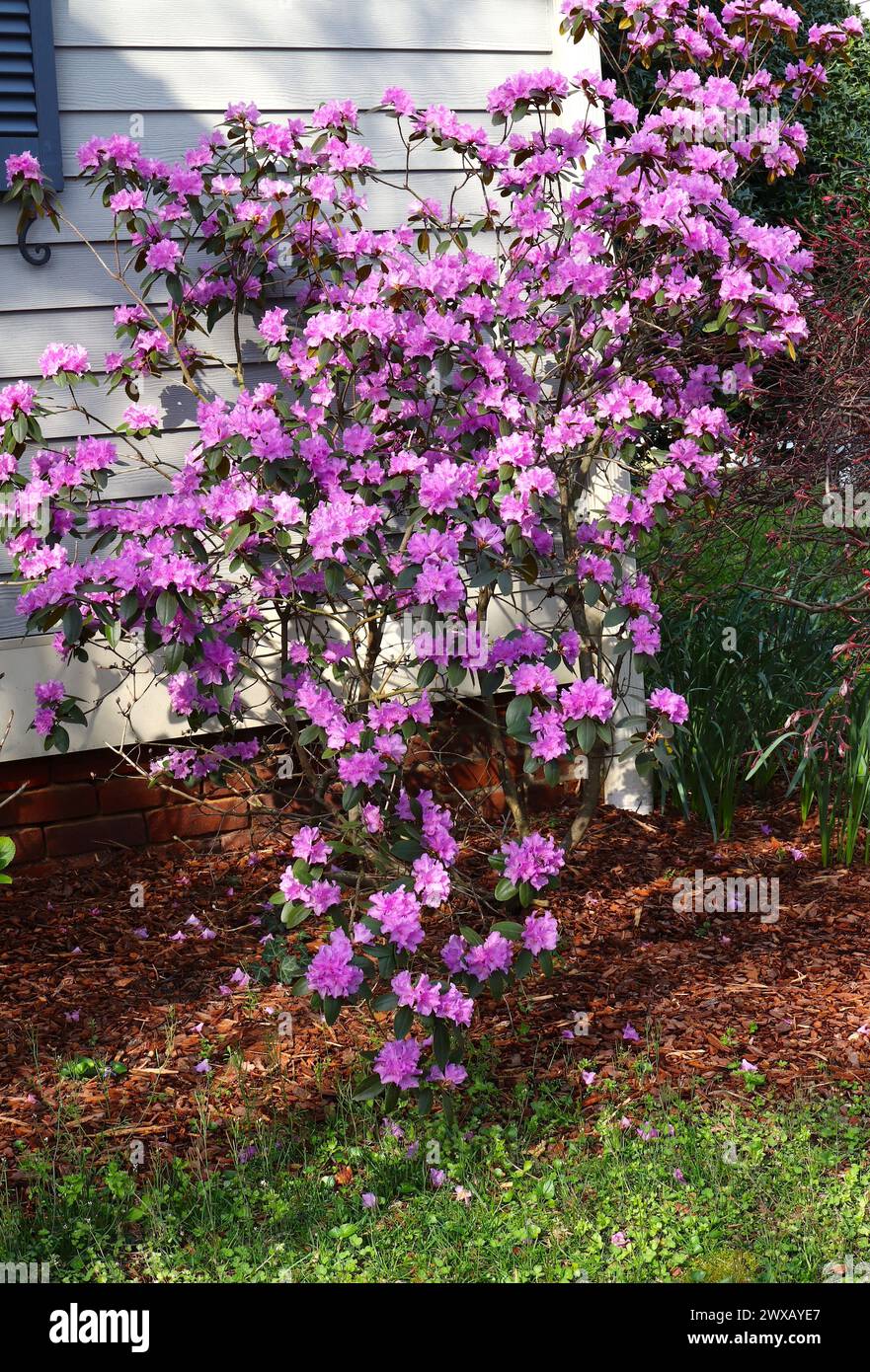 Commonly planted shrub hi-res stock photography and images - Alamy